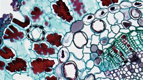 Recombinant Protein Expression Systems Challenges And Opportunities