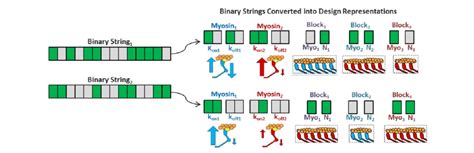 Binary String Representations Of Bio Libraries Download Scientific