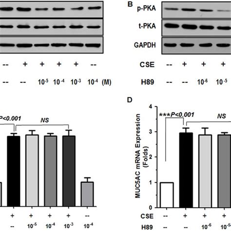 Effect Of Camp Protein Kinase A Pka Inhibition On Cse Stimulated
