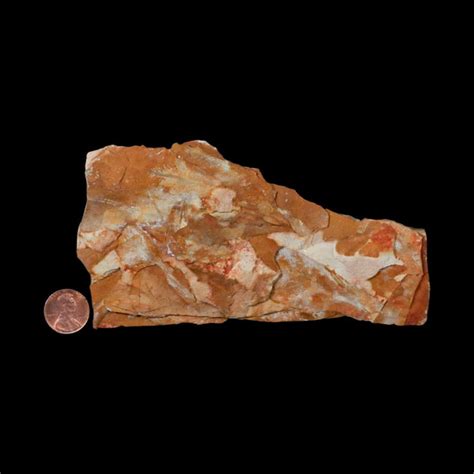 5 6 Detailed Glossopteris Browniana Fossil Plant Leafs Permian Age Australia