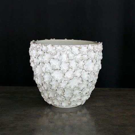 White Star Heliconia Bangkok