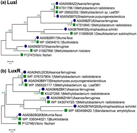 Phylogenetic Tree Reconstruction Using Maximum Likelihood Method For Download Scientific