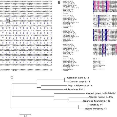 Full Length Nucleotide Sequence Multiple Sequence Alignments And Download Scientific Diagram