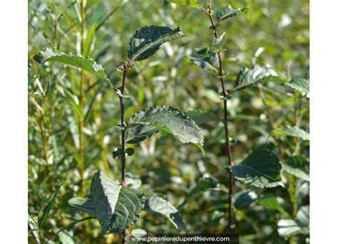 Salix Caprea Ou Saule Marsault Saule Chèvres Pépinière Du Penthièvre
