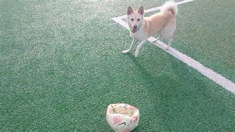 아주 공 놀이라면 사족을 못 쓰는 진돗개 L 갇혀사는 공장개 신세에 운동장에 나와 목줄없이 공놀이 하니까 그냥 좋아 죽습니다ㅣ또 월동 준비할려고 볏짚 주문완료했습니다손많이