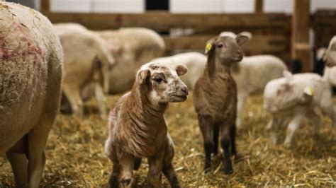Sheep Management Inside The Class Where Lambs Are Born Npr
