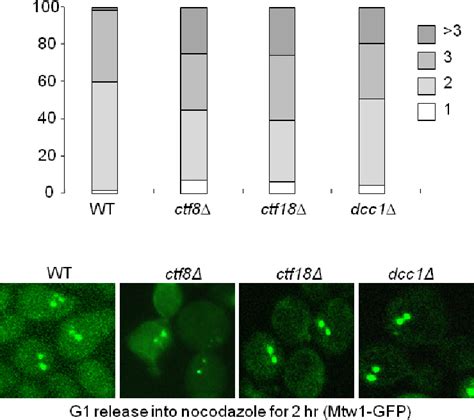 Figure 1 From Kinetochore Clustering And Chromosome Segregation Semantic Scholar