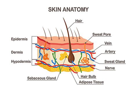 Hypodermis Diagram
