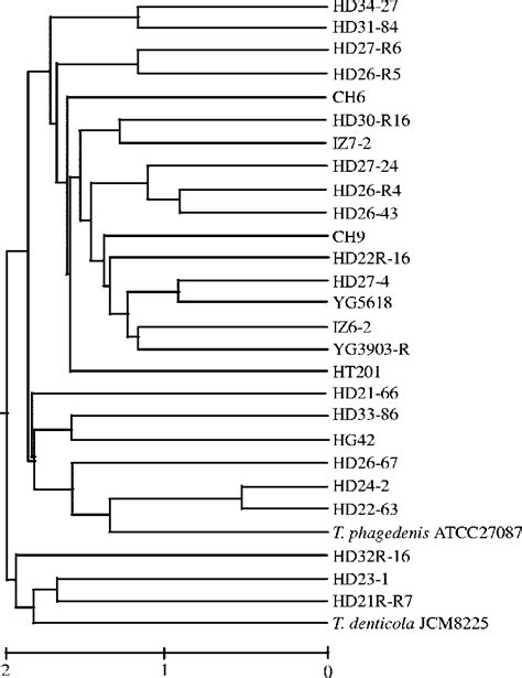 dendrogram of cluster analysis based on pfge banding patterns we