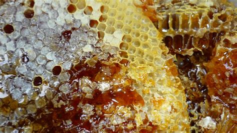 New Video The Trecena Of Ajmak 14th 26th January 2023 The Four