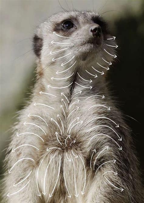 Hair And Fur In Unreal Engine Meerkat Grooming Workflow