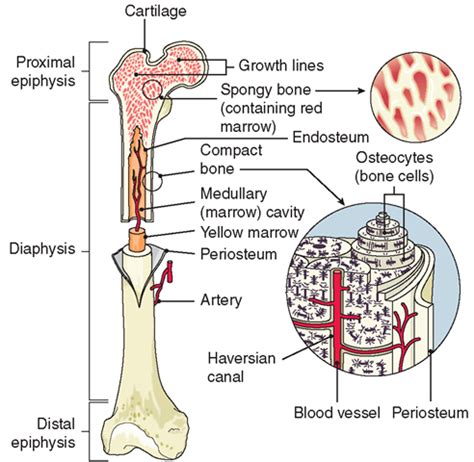 Describe The Structure Of The Bone