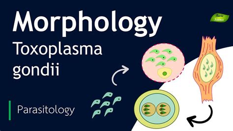 Toxoplasma Gondii Morphology Basic Science Series