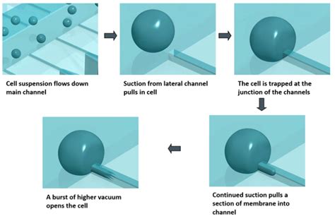 Revolutionizing Electrophysiology Embracing Automated Patch Clamp For Affordable High