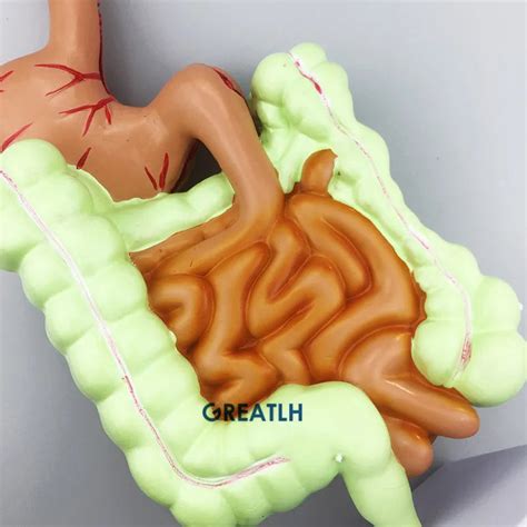 Stomach Large Intestine Cecum Rectal Anatomy Model Human Digestive System Teaching Model