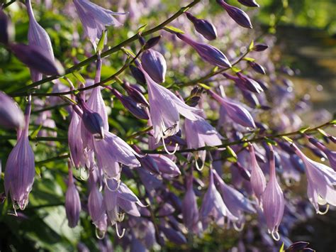 무료 이미지 자연 분기 식물학 정원 플로라 야생화 꽃들 관목 제비꽃 백합과 꽃 피는 식물 연한 자주색 질경이 릴리 도라지 가족 가마 수맥 잎