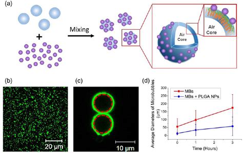 Assembly Of Core Shell Particles Constructed With Plga Nanoparticles Download Scientific