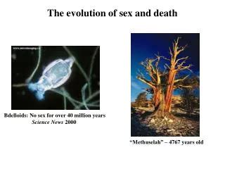 PPT Evolution Of Sex PowerPoint Presentation Free Download ID 335873