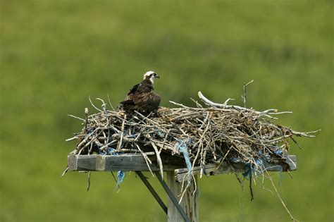 Types Of Bird Nests Types Of Bird Nests