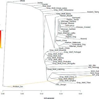 The Maximum Likelihood Tree Based On TreeMix With M 1 Download Scientific Diagram