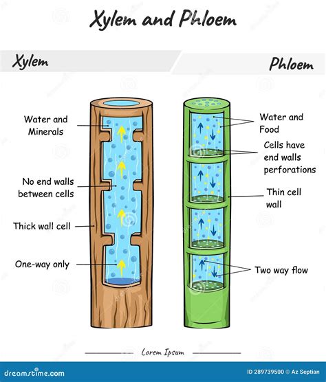 Xylem And Phloem Water And Minerals Transportation System Outline Diagram Scientific Designing Xylem And Phloem Water And Minerals Transportation System Outline Diagram Scientific Designing