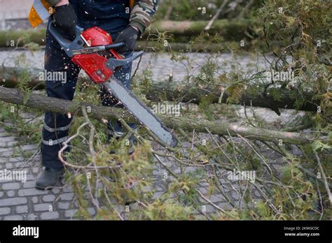 A Man Sawing A Tree With A Chainsaw Removes Forest Plantations From Old Trees Prepares
