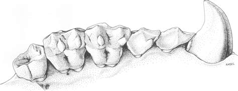 Comparison Not To Scale Of The Maxillary Dentition Of The Type Download Scientific Diagram