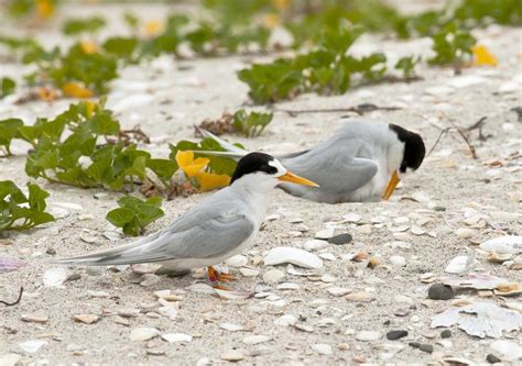 Gallery New Zealand Fairy Tern Tara Iti