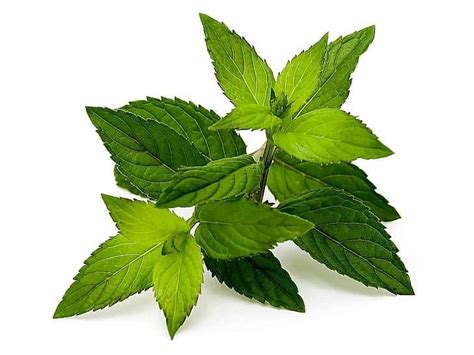 Тестостерон у женщин 8 продуктов для снижения гормона