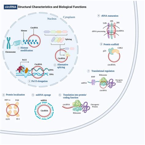 Structural Characteristics And Biological Functions Of Circrnas Inside Download Scientific