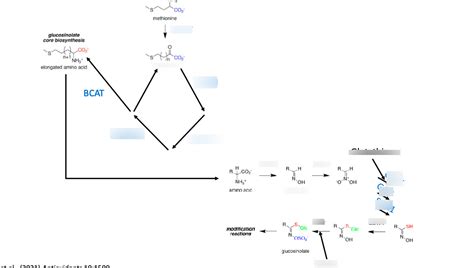Glucosinolate Pathway Diagram Quizlet