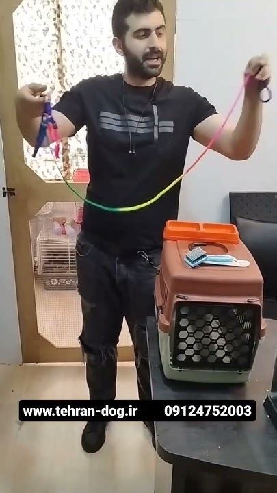 سگ سگآپارتمانی سگهایقهرمان سگنگهبان تهرانداگ Youtube