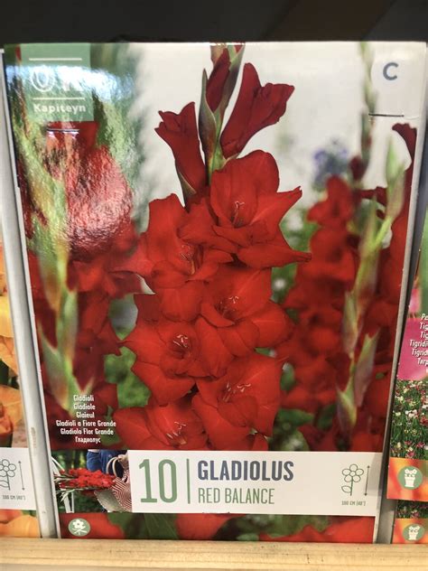 Gladiolus Red Balance D And M Garden Centre