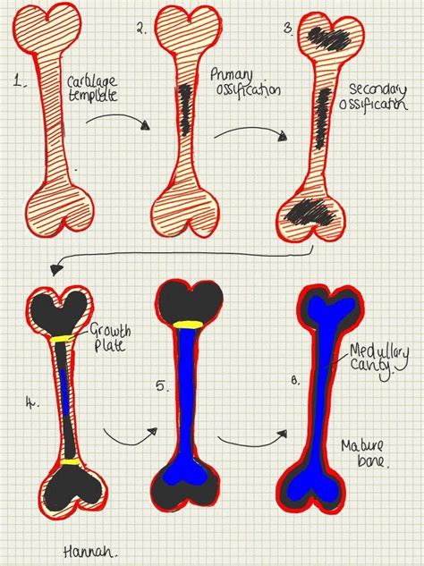 A Place To Find Hints Tips And Ask Questions — Endochondral