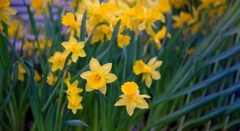 Talking Divine Daffodil Varieties With Anne Wright And Janet Hickman