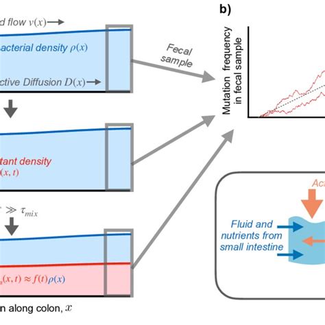Dynamics Of A Genetic Variant In A Spatially Extended Population In The Download Scientific