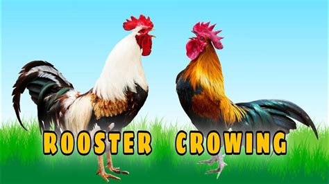 Laughing Rooster Crowing Long Rooster Crowing Youtube