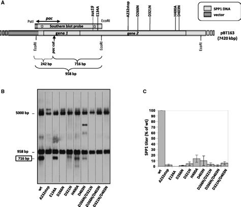 Gp2 Nuclease Mutations Inhibit Pac Cleavage In Vivo A Schematic