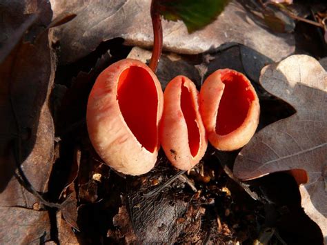 Первые причудливые съедобные грибы пошли в Липецкой области Новости Липецка и Липецкой области
