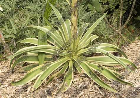Tropical Plants 0045 Texturemax