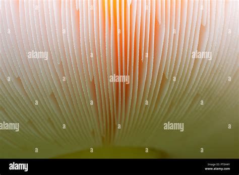 Close Up Detail Of The Gills Of A Fly Agaric Amanita Muscaria