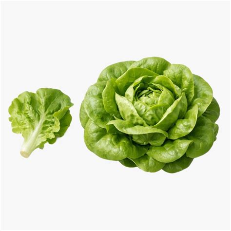 Lechuga Mantequilla Modelo 3d