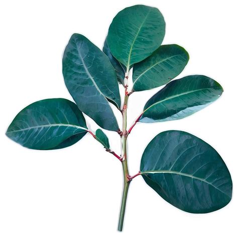 Download Eucalyptus Leaves Scent Png 34