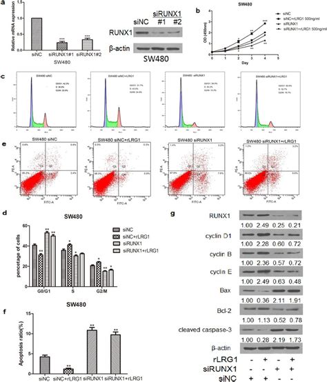 The Role Of Runx1 In Lrg1 Induced Cell Proliferation And Download