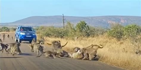 Belgiese Egpaar Sien Hoe Bobbejane Luiperd In Kruger Pak Netwerk24