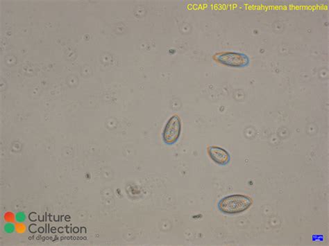 Tetrahymena Thermophila