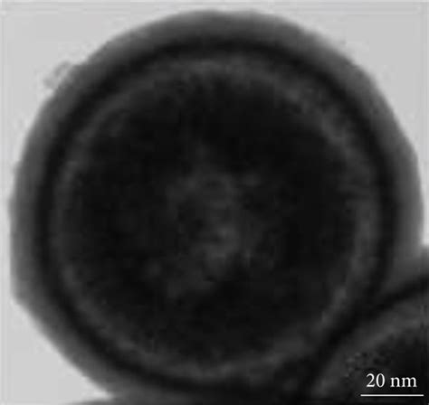 Structure And Morphological Details Of CSNPs Were Executed By A Download Scientific Diagram