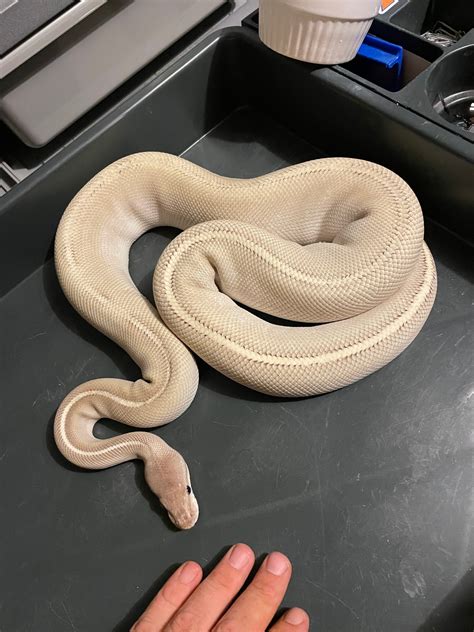 Purple Passion Cypress Het Hypo Poss Het Clown Ball Python By Sundeyle