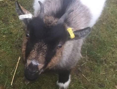 Suffolk girl, five, in stolen pygmy goat plea - BBC News