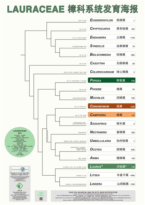 Pdf 樟科系统发育海报 Lauraceae Laurapp Chinese